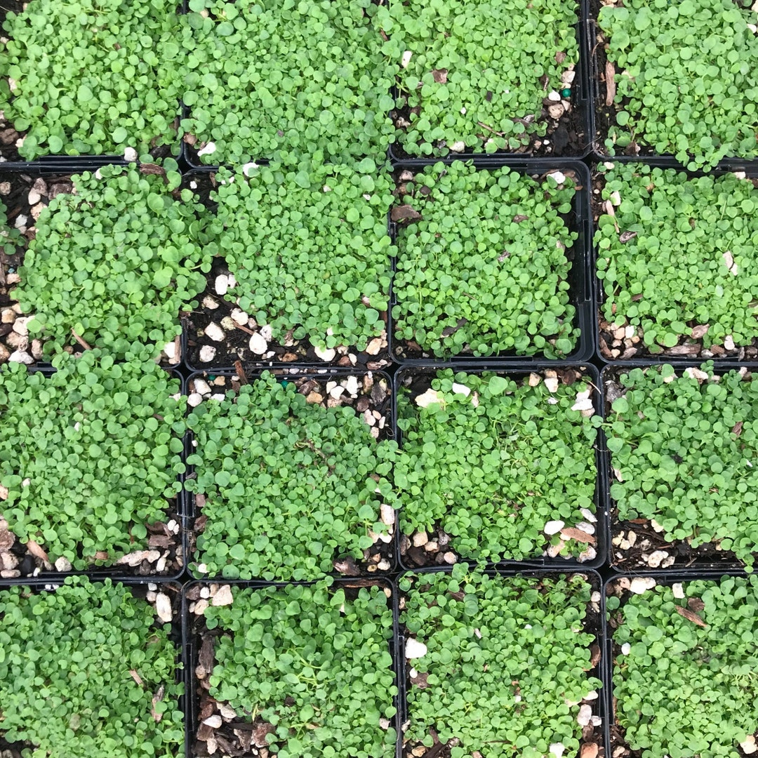 Corsican Mint, Fairy Mint, Live Plant - Etsy