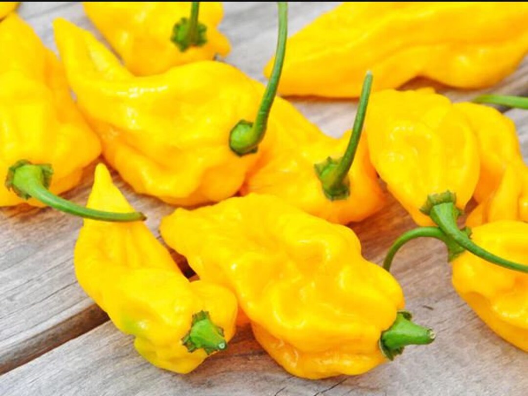 Fatalii Pepper Seed organic - Etsy