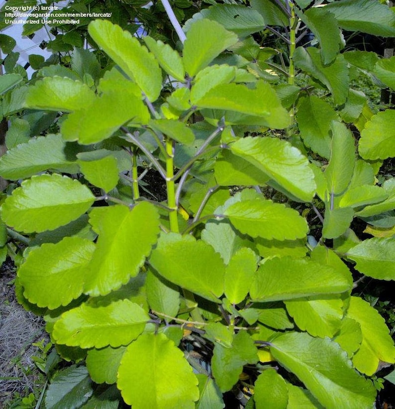 Miracle Leaf Leaf of Life Plant organic - Etsy