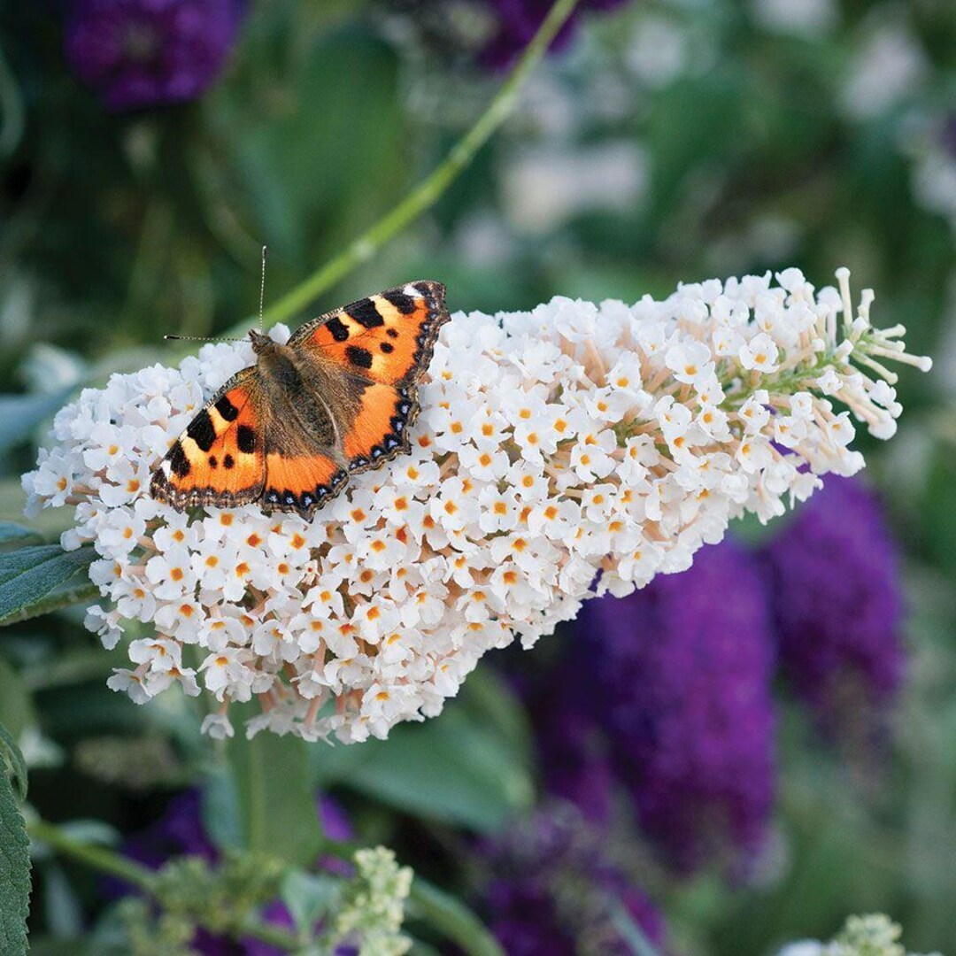 Ivory Buzz Butterfly Bush Plant ( Live Plant) - Etsy