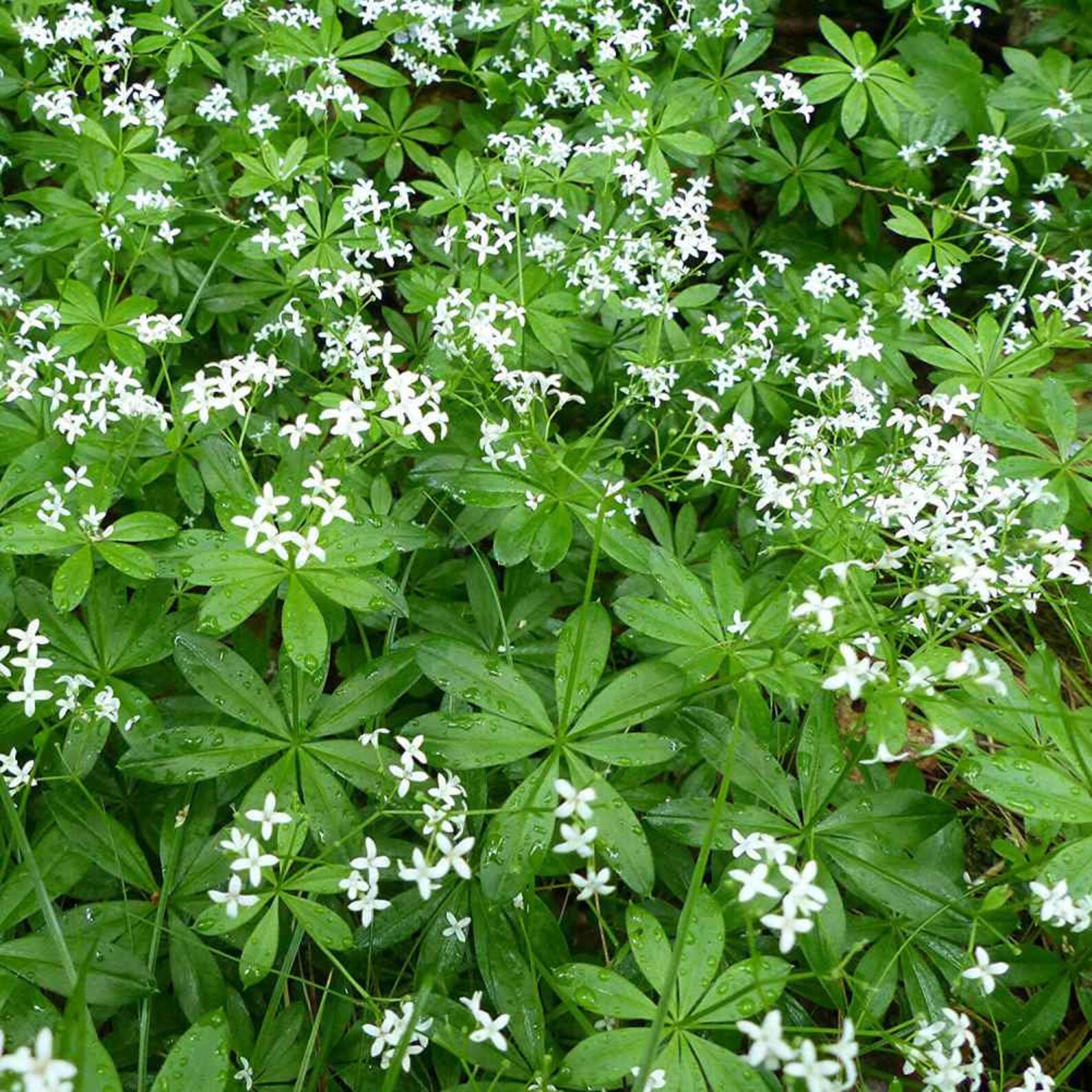 Sweet Woodruff plant organically grown | Etsy