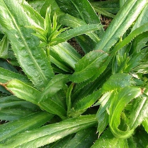 Culantro Plant, Shado Beni, Sawtooth Herb - Etsy