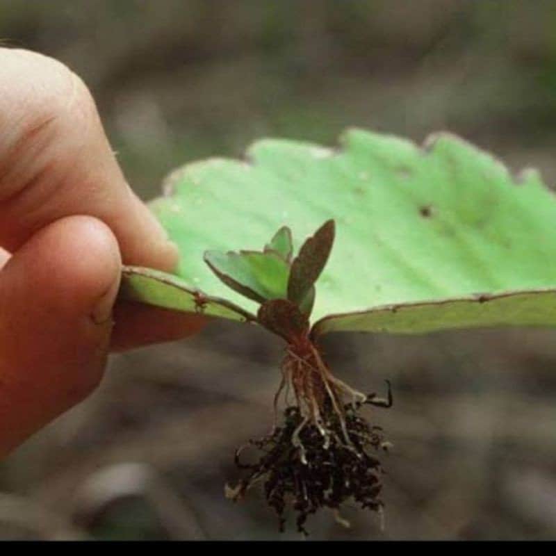 Miracle Leaf Leaf of Life Plant organic - Etsy