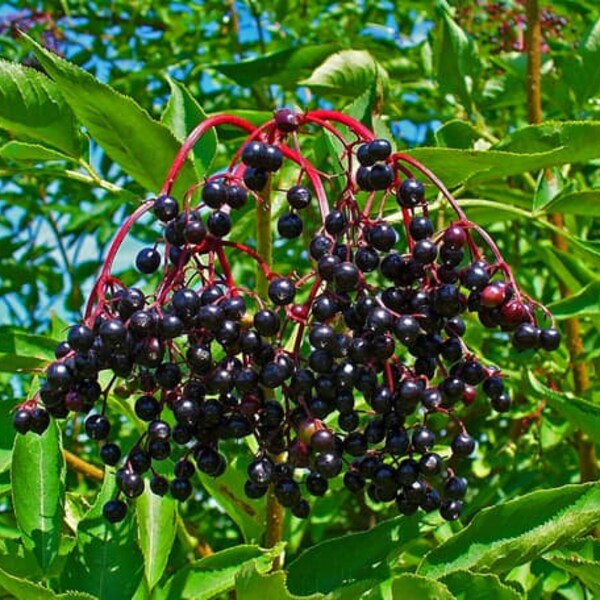 Elderberry - Etsy