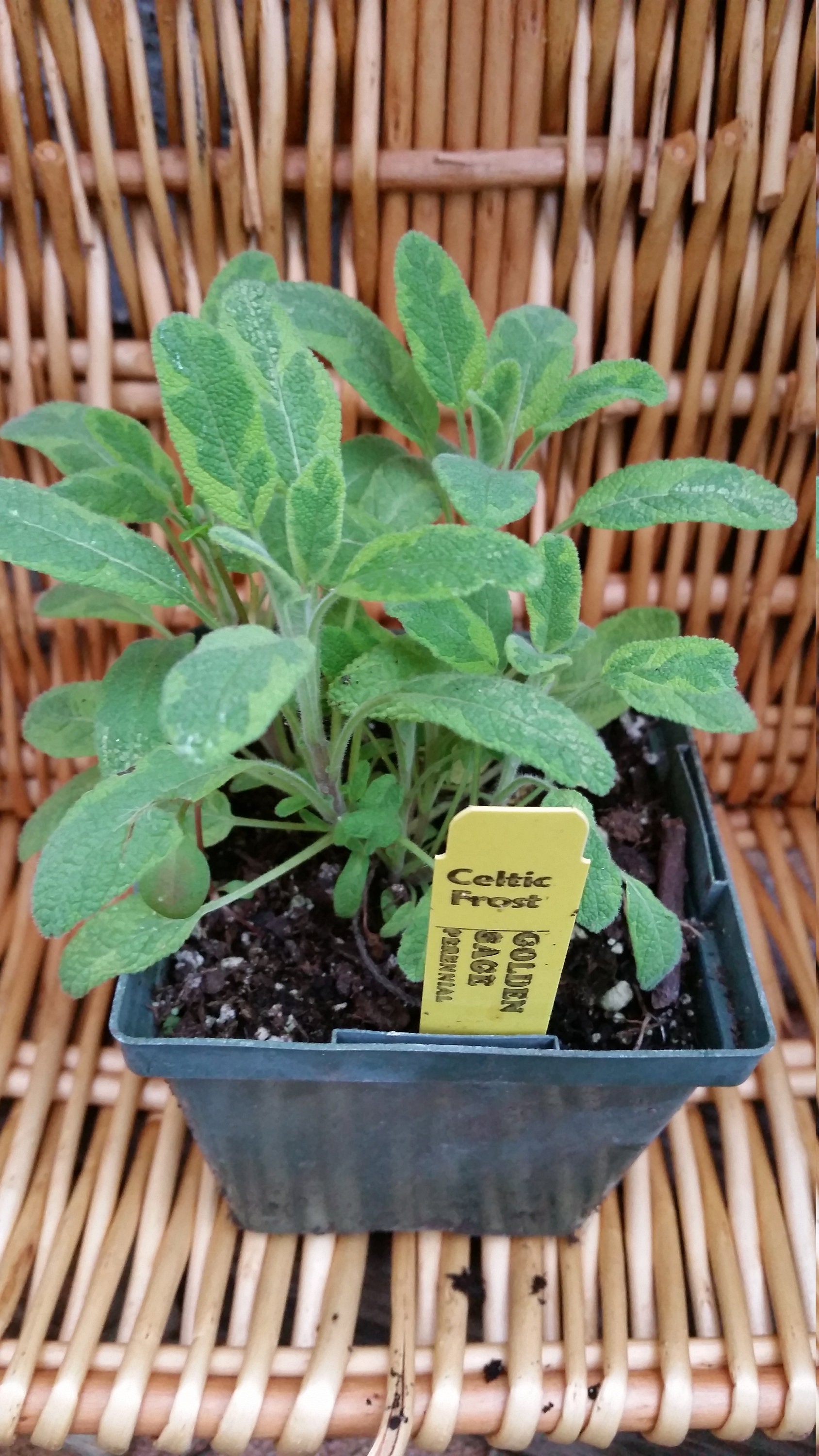 Golden Variegated Sage - Etsy