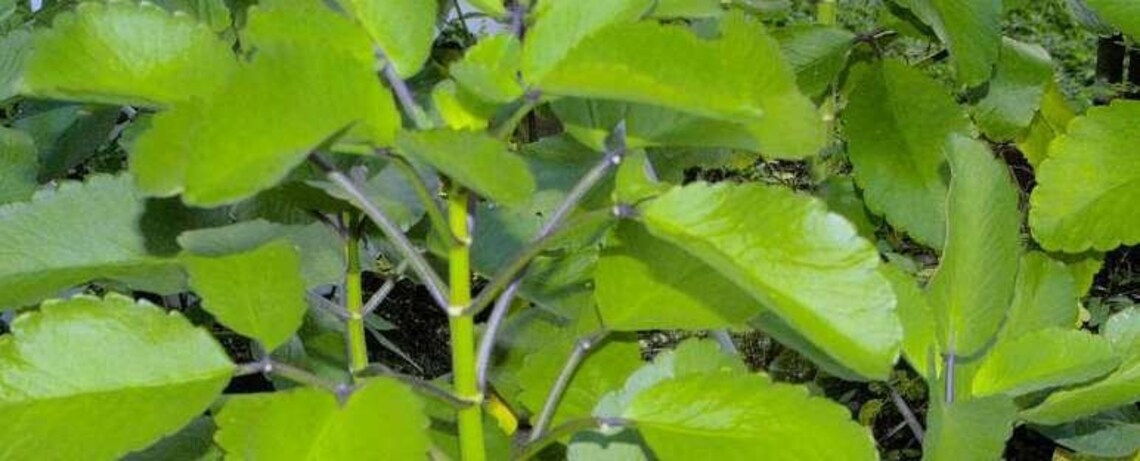 Miracle Leaf Leaf of Life Plant organic - Etsy