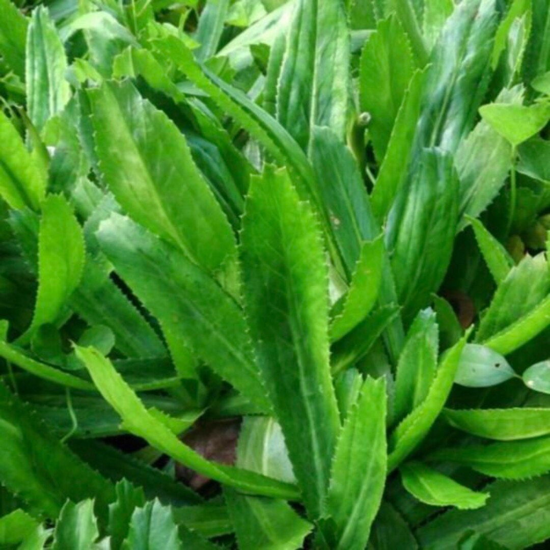 Culantro Plant, Shado Beni, Sawtooth Herb - Etsy