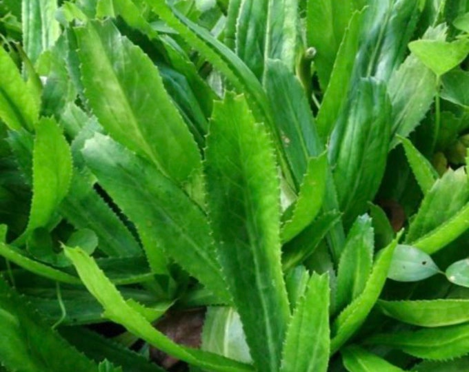 Culantro Plant, Shado Beni, Sawtooth Herb - Etsy