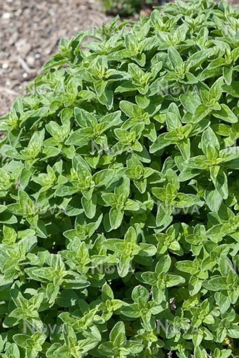 Sweet Marjoram (live Plant) - Etsy