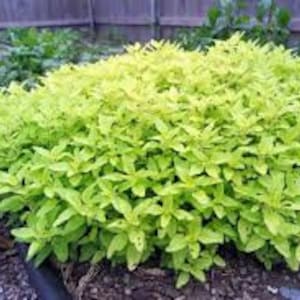 Golden Creeping Oregano - Etsy
