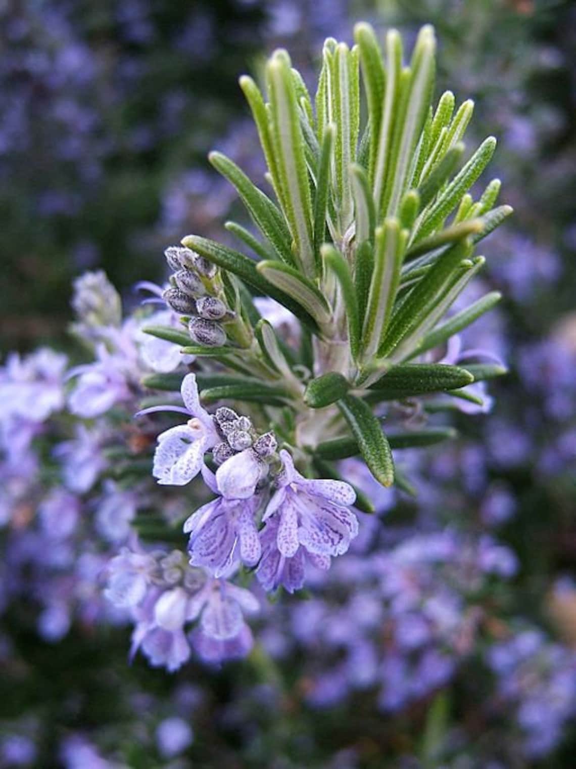 Salem Rosemary Plant - Etsy