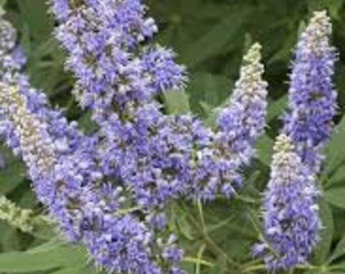 Purple Flowering Vitex, Chaste, Texas Lilac Trees or Bushes - Etsy