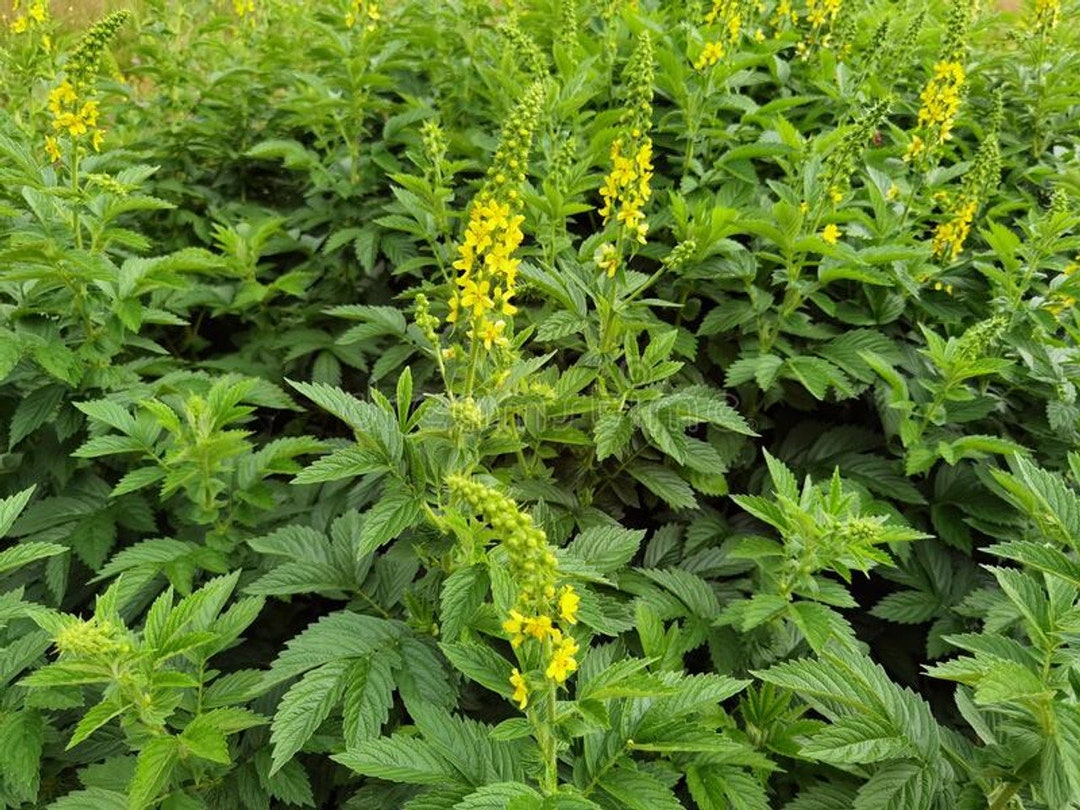 Agrimony Plant - Etsy