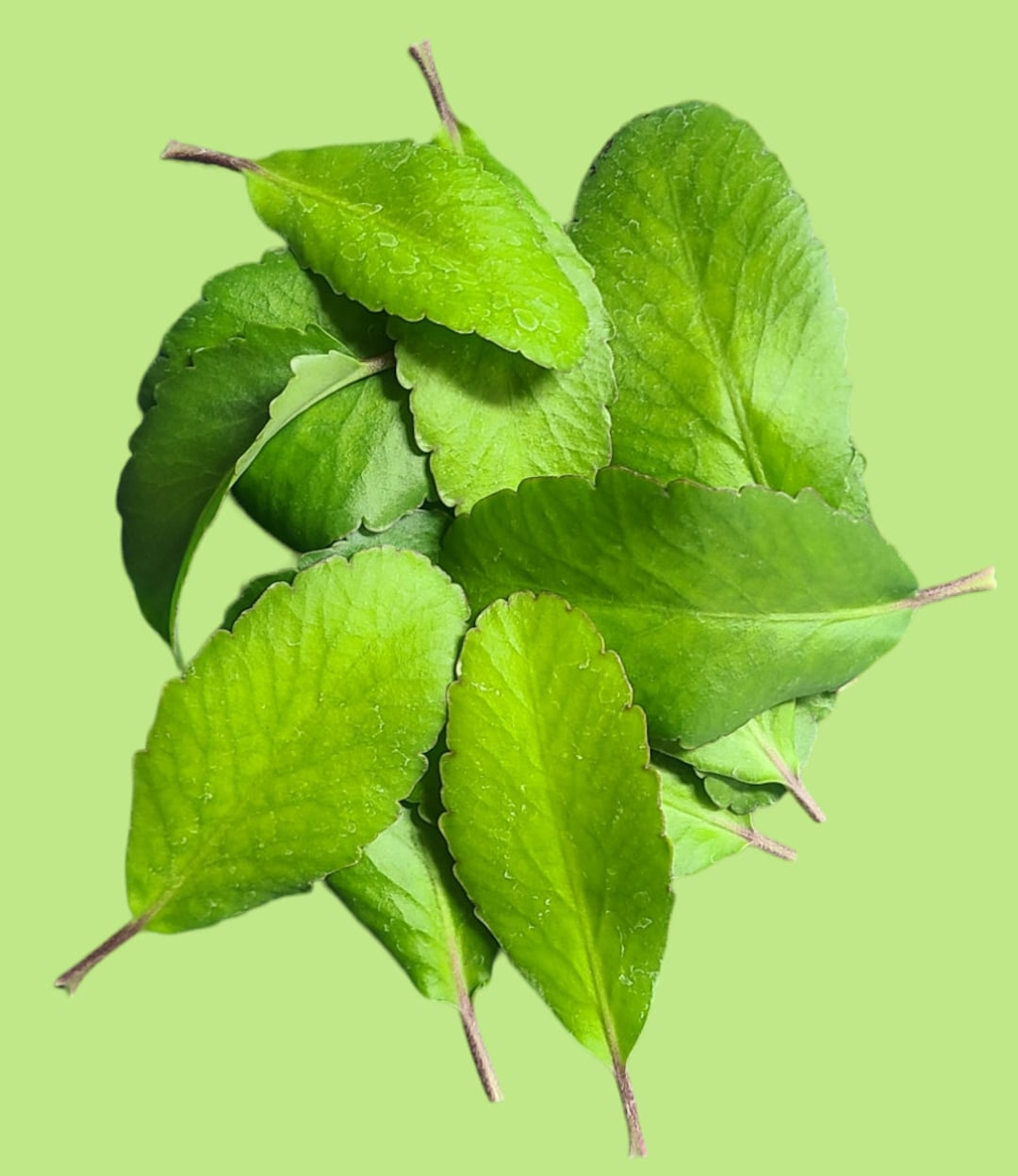 Bulk Miracle Leaf, 1 Oz (leaves Only) (10+) - Etsy