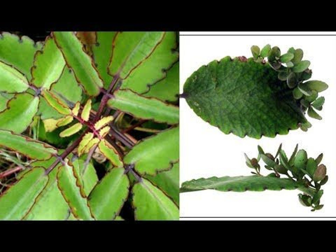 Miracle Leaf Leaf of Life Plant organic - Etsy