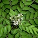 Curry Leaf Tree (sweet Neem) Live Plant - Etsy