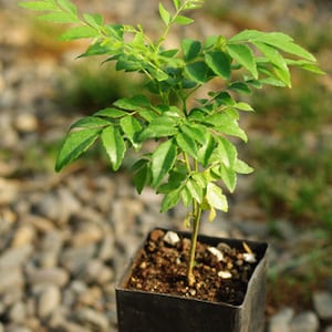 Curry Leaf Tree (sweet Neem) Live Plant - Etsy