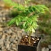 Curry Leaf Tree (sweet Neem) Live Plant - Etsy