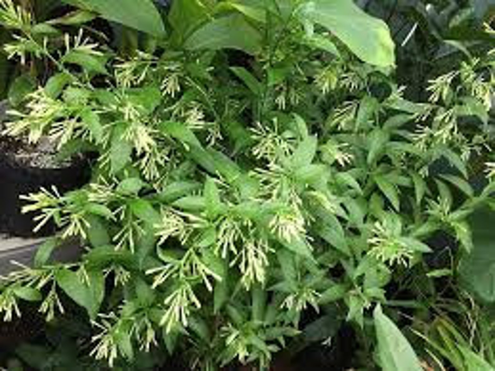 Organic Night Blooming Jasmine cestrum Nocturnum Plant Grown - Etsy