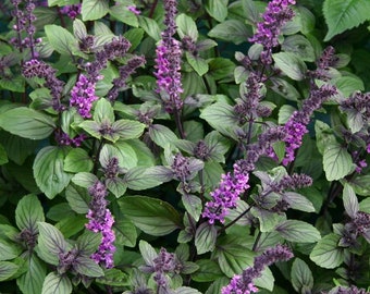 African Blue Basil Plant - Etsy