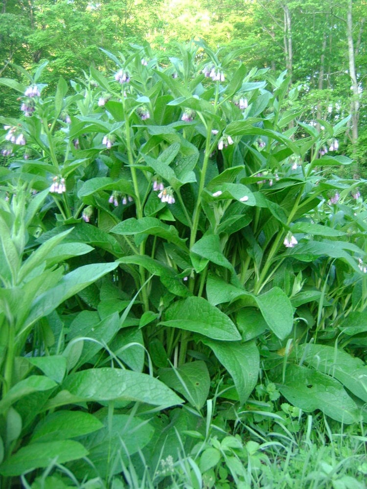 Comfrey Plant, Knit Bone, Boneset (organic) - Etsy