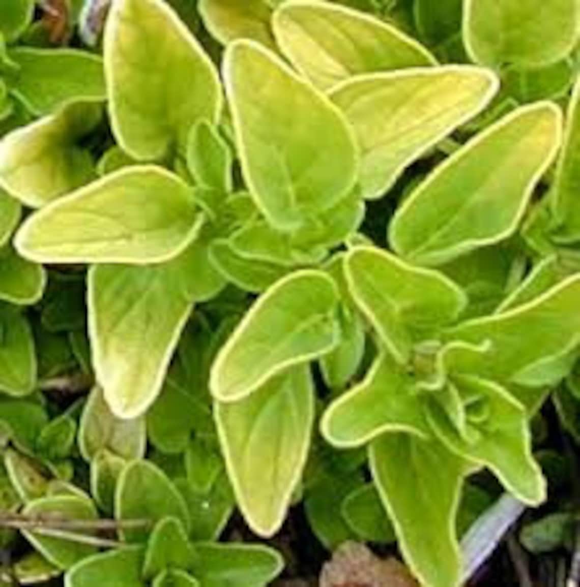 Golden Creeping Oregano - Etsy