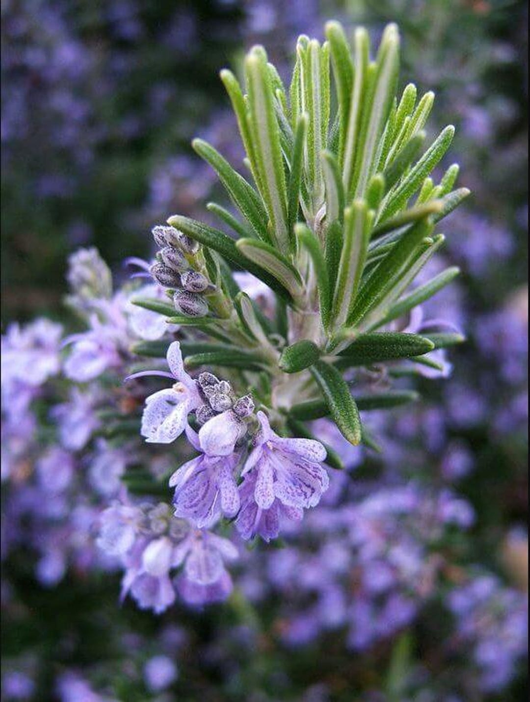 Salem Rosemary Plant - Etsy