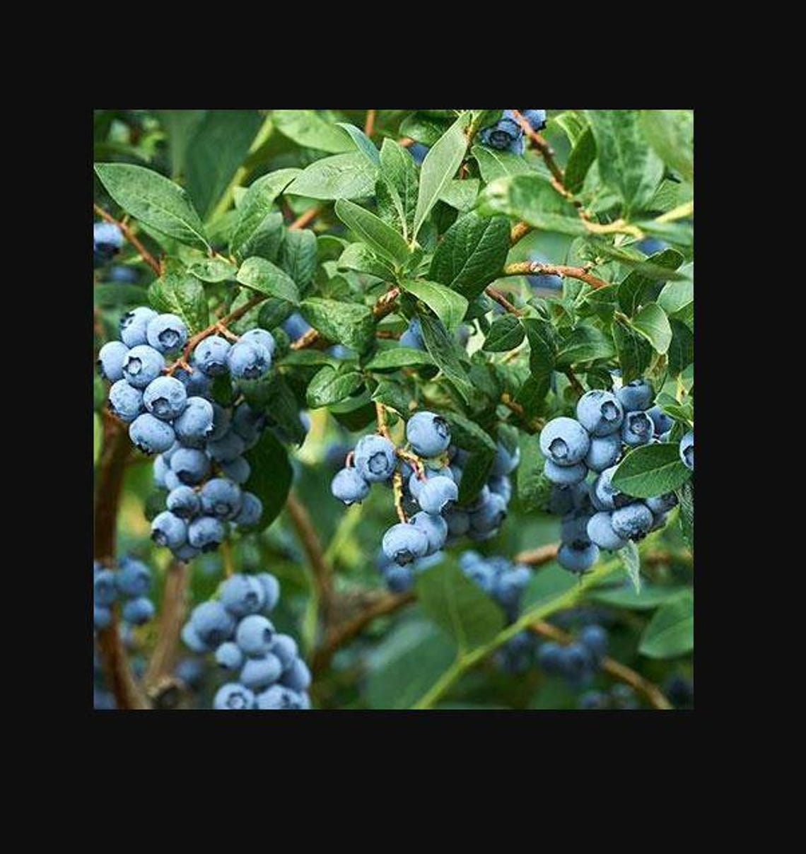 Sharp Blue Blue Blueberry Bush (southern Highbush) - Etsy