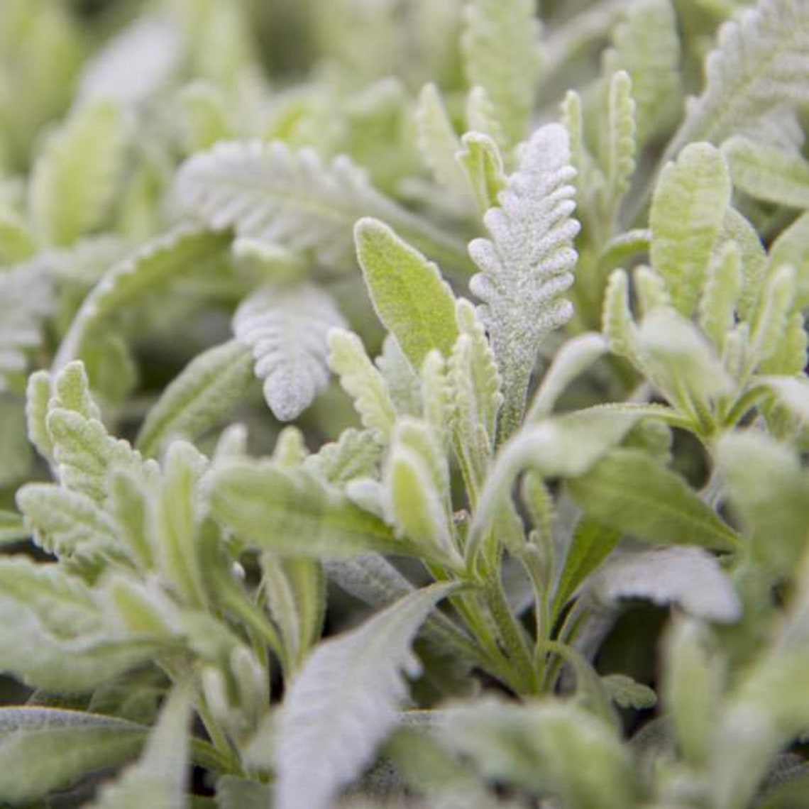 GOODWIN CREEK LAVENDER Plant - Etsy