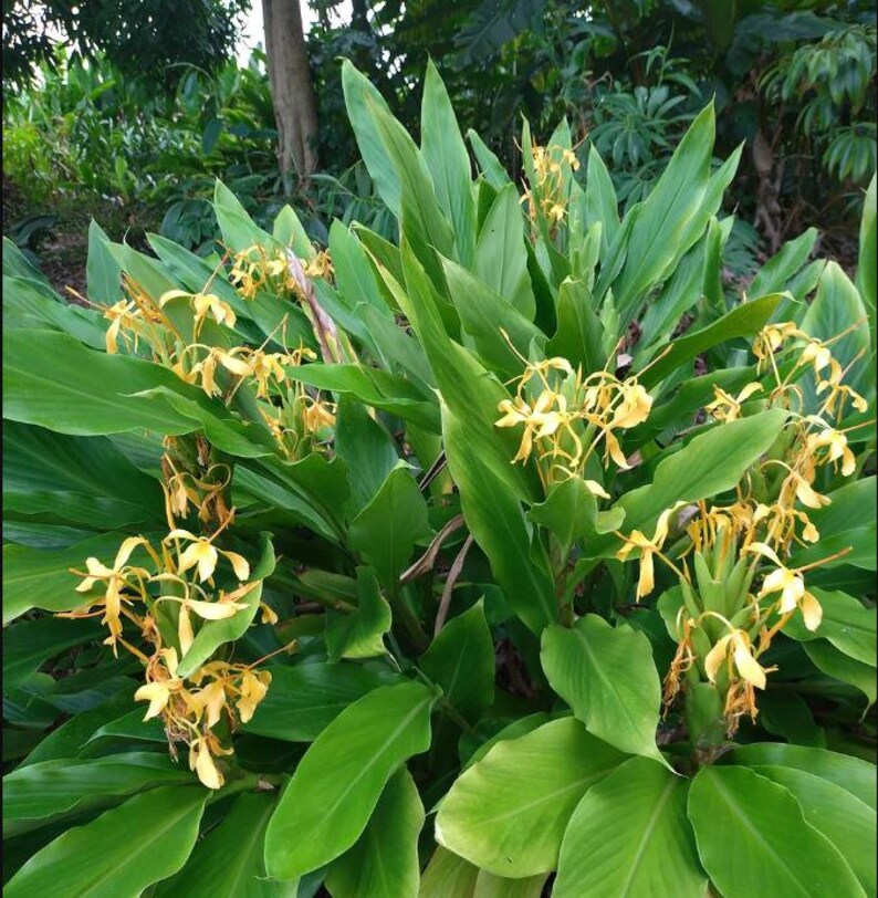 Molten Gold Ginger ( Hardy Ginger Plant) - Etsy