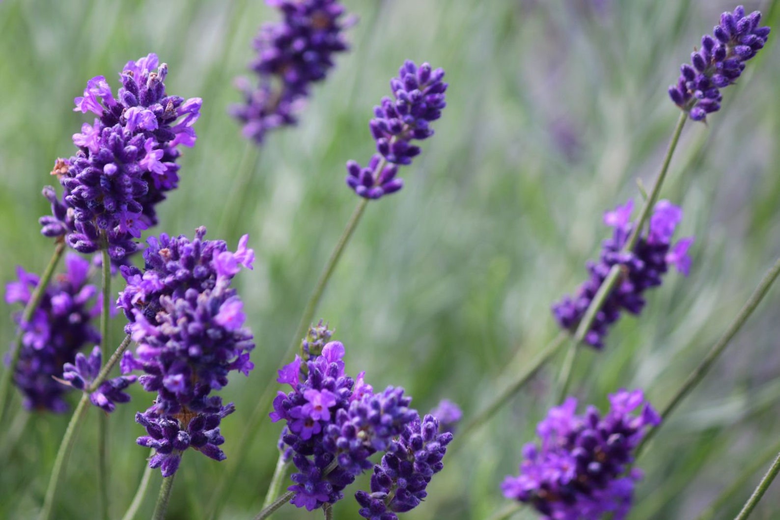 PROVENCE LAVENDER PLANT - Etsy