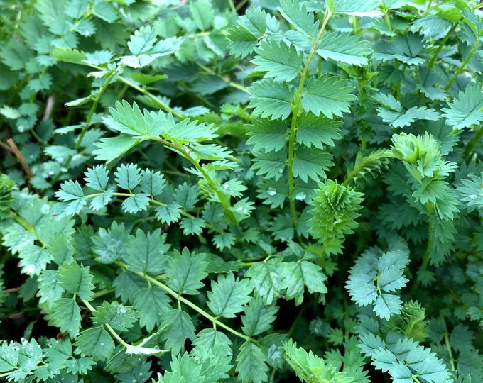 Salad Burnet Plant (live Plant) Cucumber Flavor - Etsy