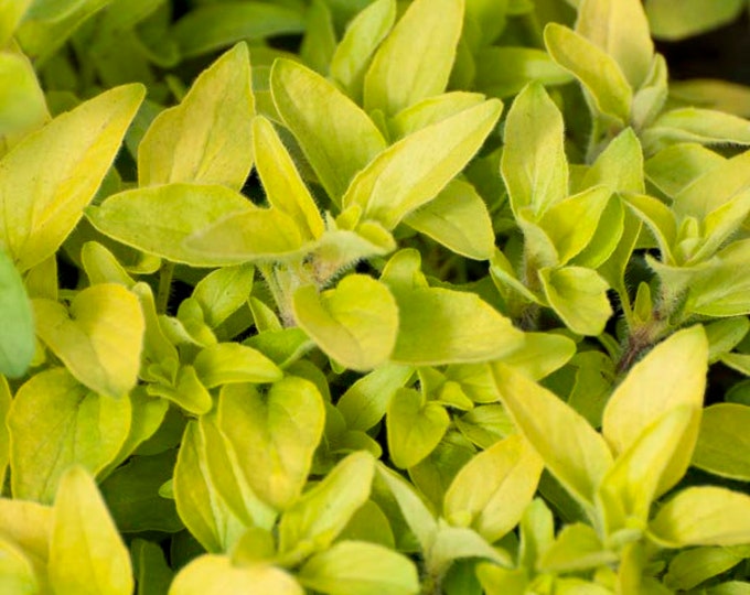Golden Creeping Oregano - Etsy