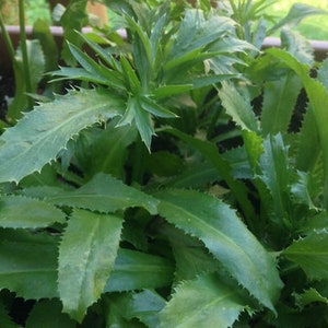 Culantro Plant, Shado Beni, Sawtooth Herb - Etsy