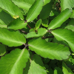 Miracle Leaf, Leaf of Life, Plant (organic) - Etsy