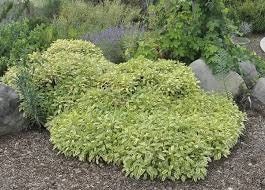 Golden Variegated Sage - Etsy