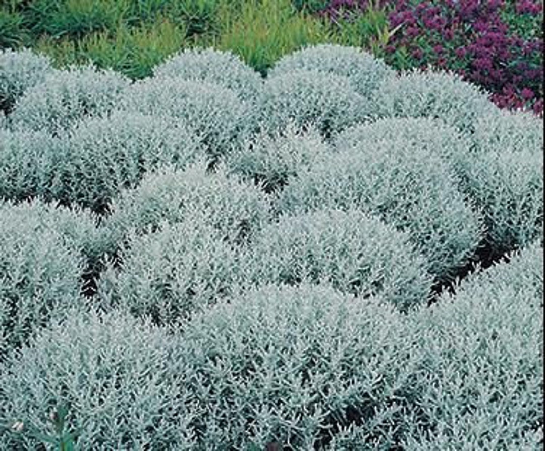 Gray Santolina lavender Cotton live Plant - Etsy