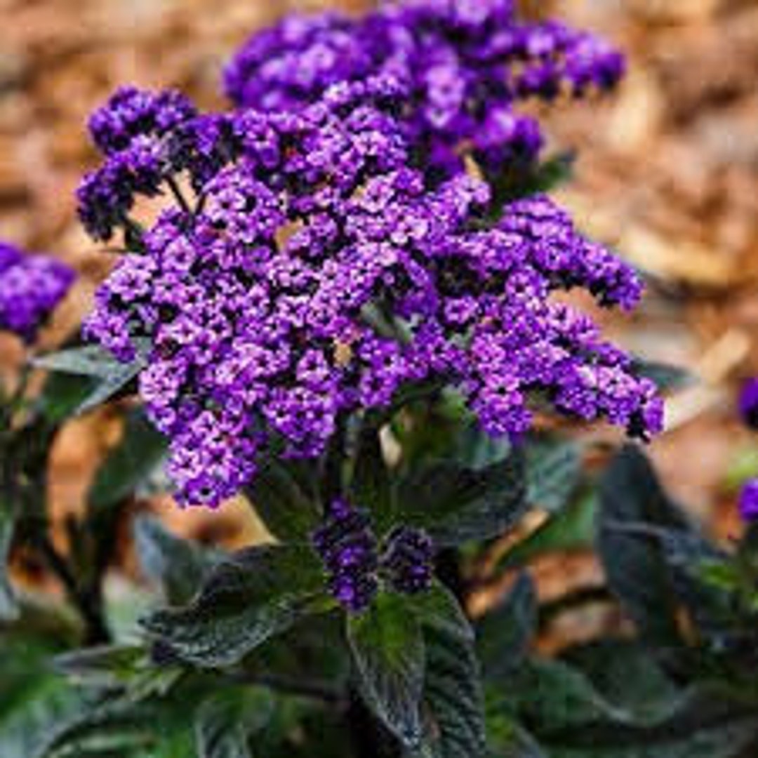 Heliotrope Plant live - Etsy