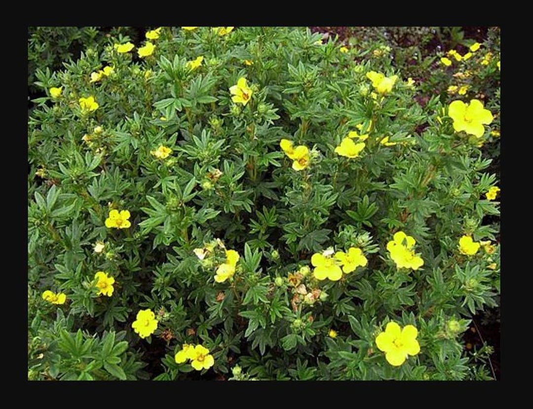 Cinquefoil Plant (naturally Grown) Five Finger Grass - Etsy