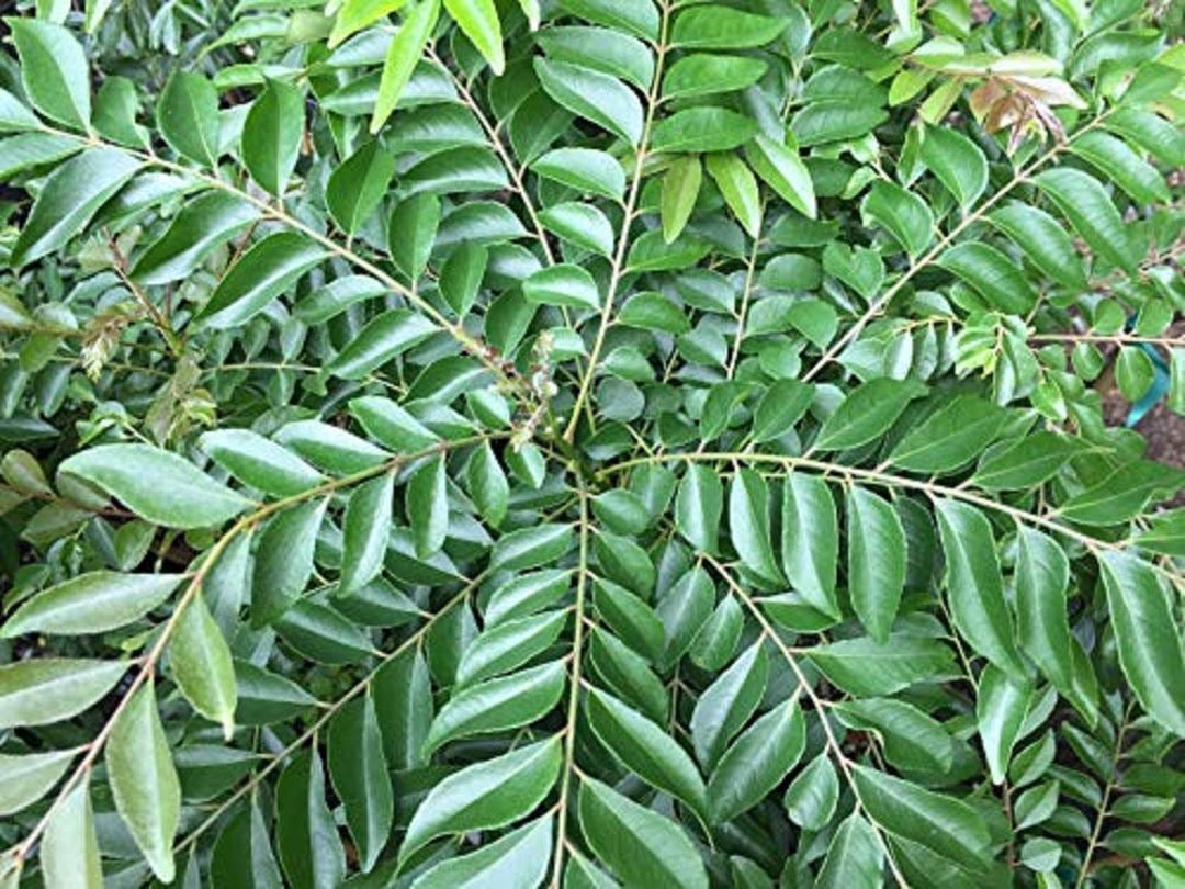 Curry Leaf Tree (sweet Neem) Live Plant - Etsy