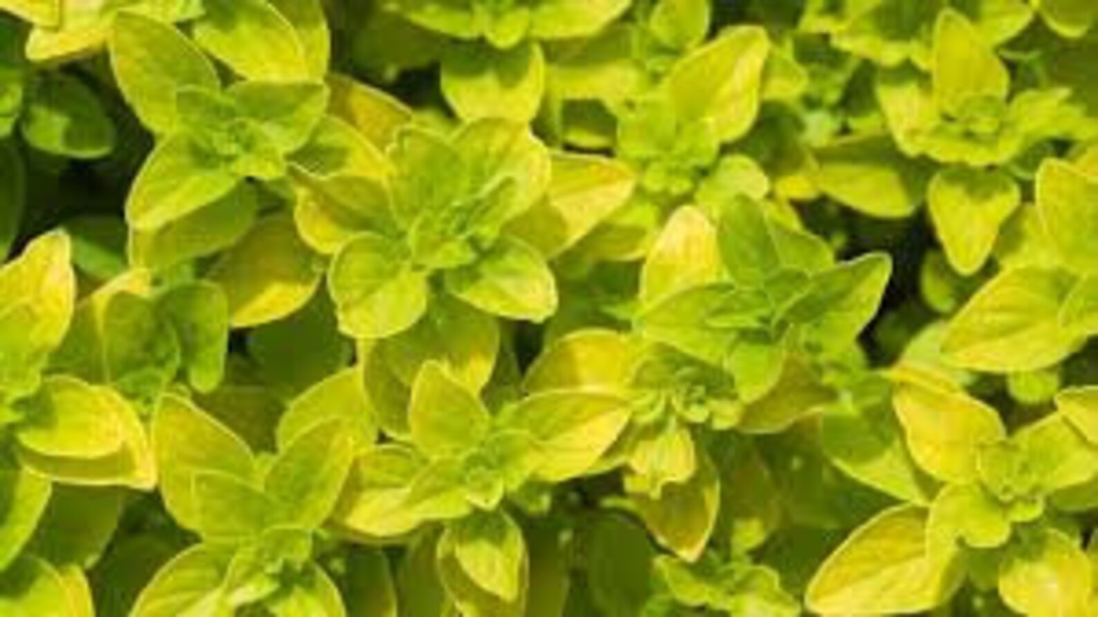 Golden Creeping Oregano - Etsy