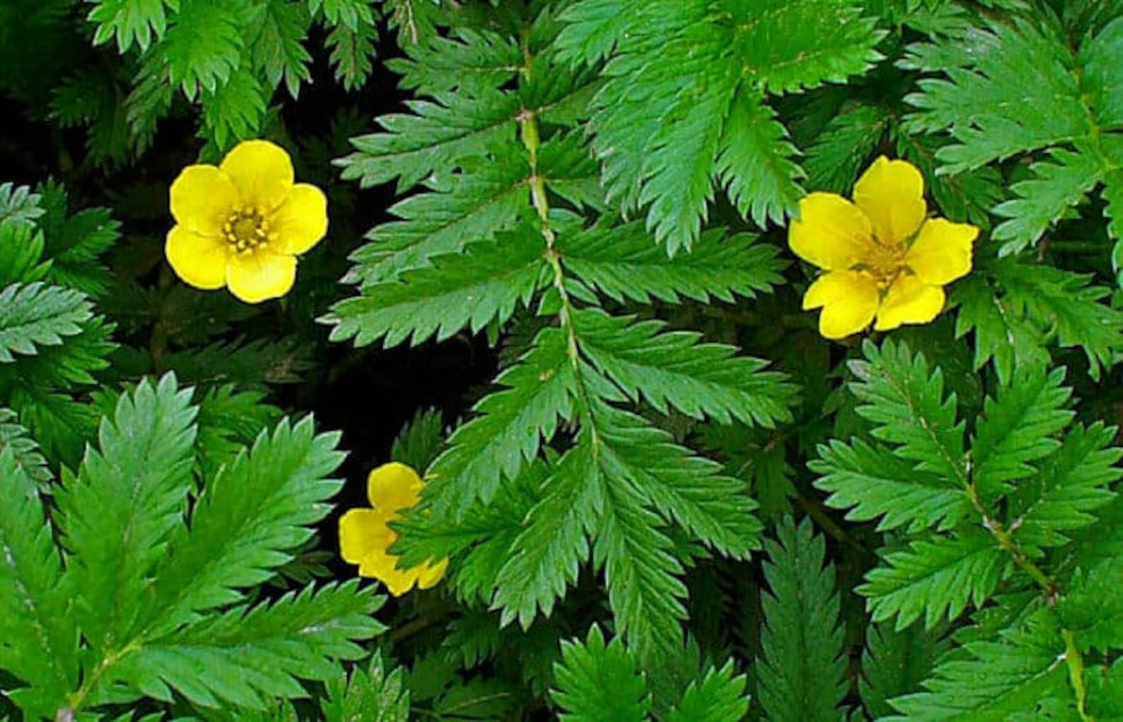 Cinquefoil Plant (naturally Grown) Five Finger Grass - Etsy