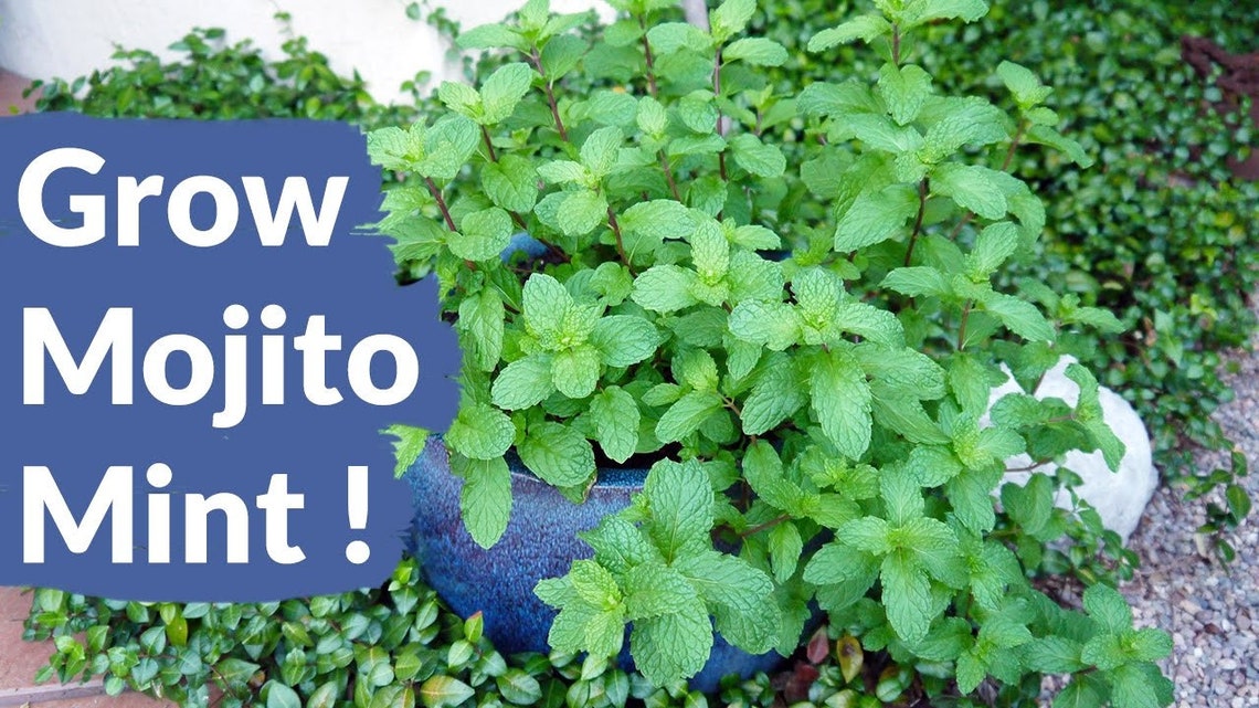 Mojito Mint Plants organic - Etsy