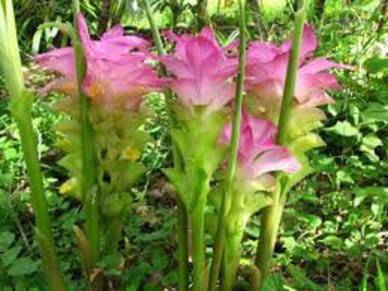 White Turmeric Haldi Mango Turmeric | Etsy