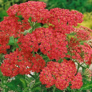 Red Yarrow Plant (organic) - Etsy