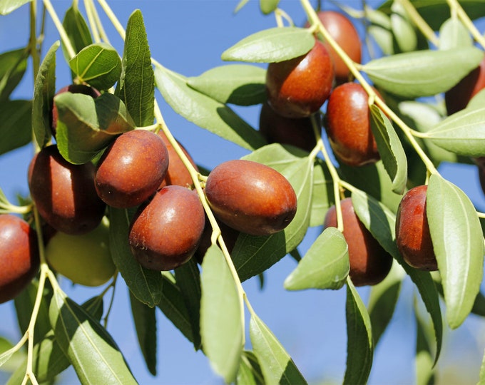 Chinese Jujube Tree, Plant. - Etsy