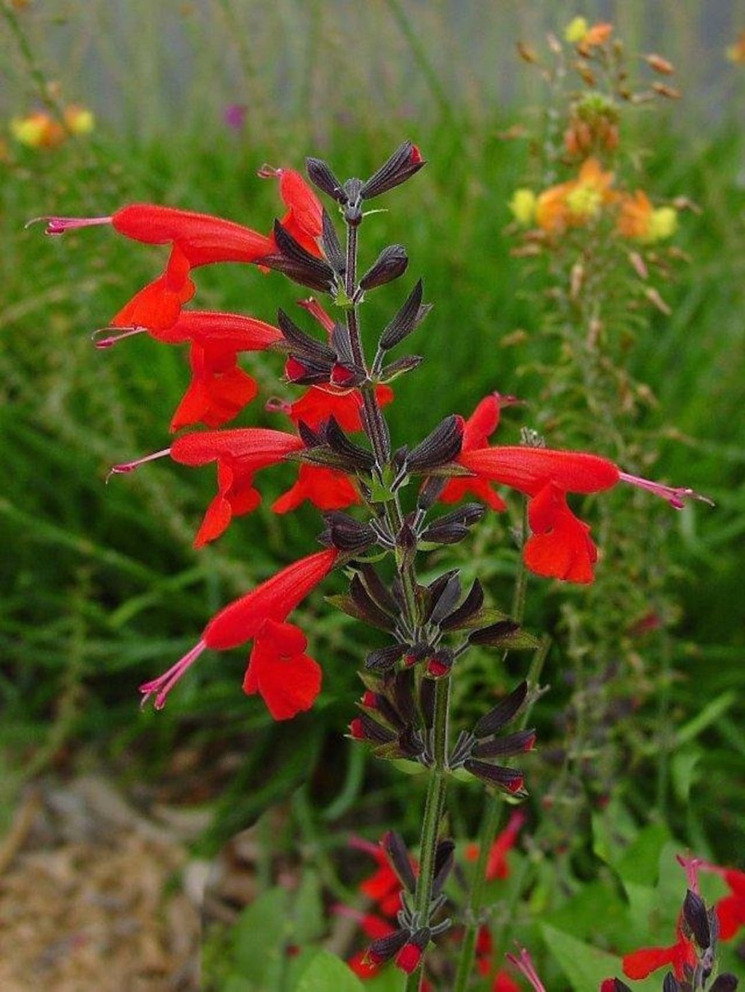 Red Hummingbird Sage, Red Salvia, Scarlet Sage, Lady in Red (live Plant ...