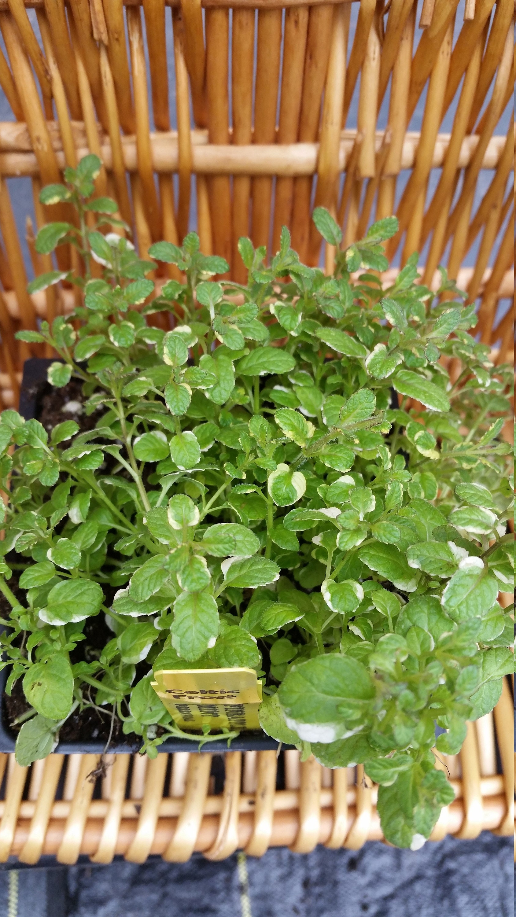 Variegated Pineapple Mint Plant: Mentha Suaveolens 'variegata' - Etsy