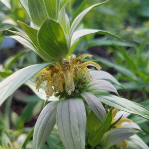 Yellow Dotted Mint Plant bee Balm - Etsy