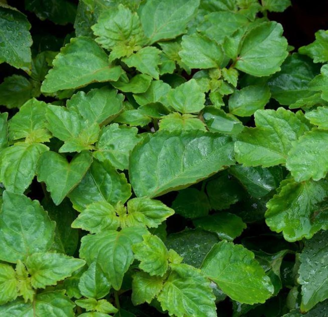 Patchouli Plant - Etsy